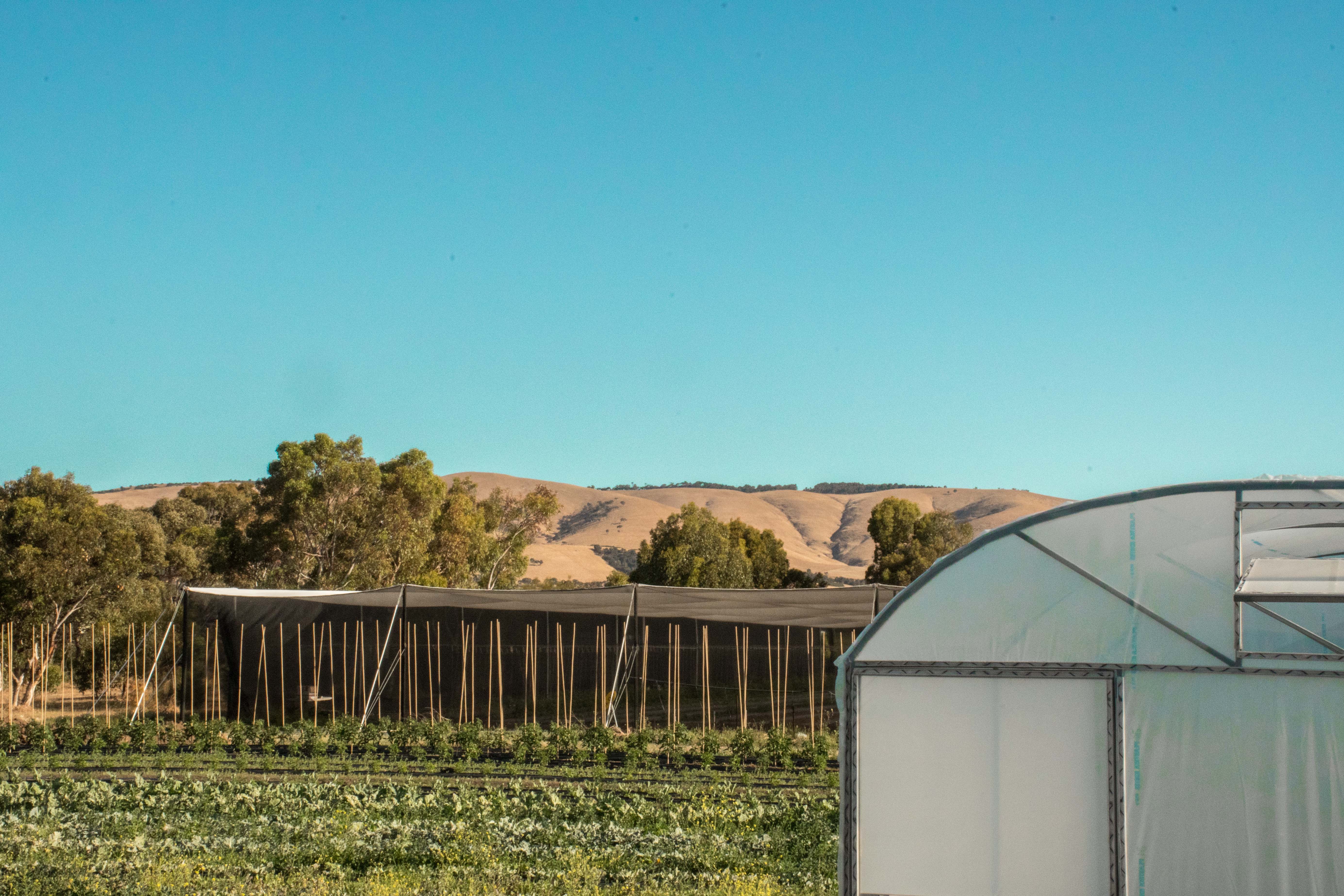 Parawanga Produce – Fresh Produce Available 24/7!